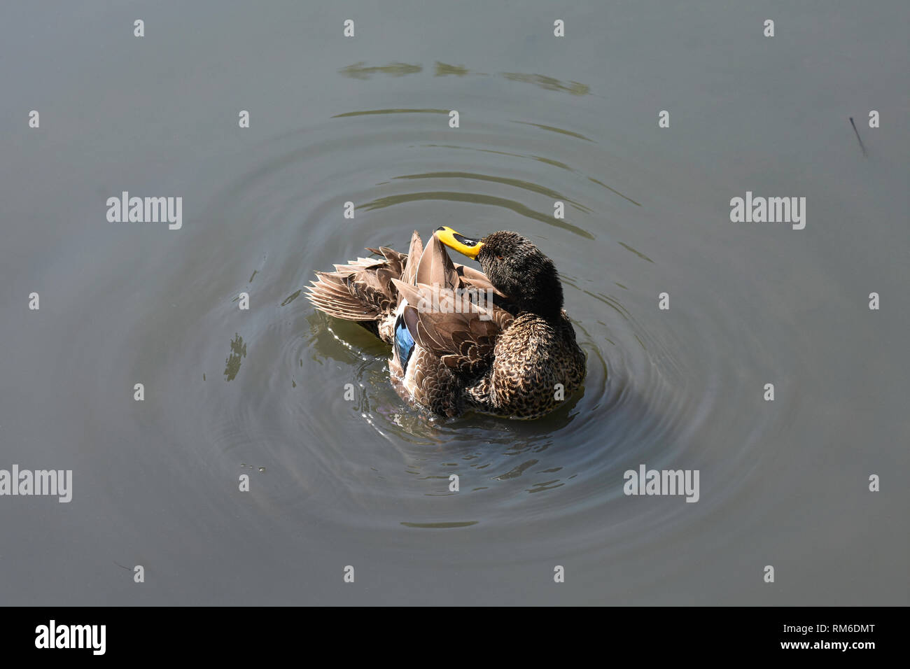 Yellow feathers -Fotos und -Bildmaterial in hoher Auflösung – Alamy