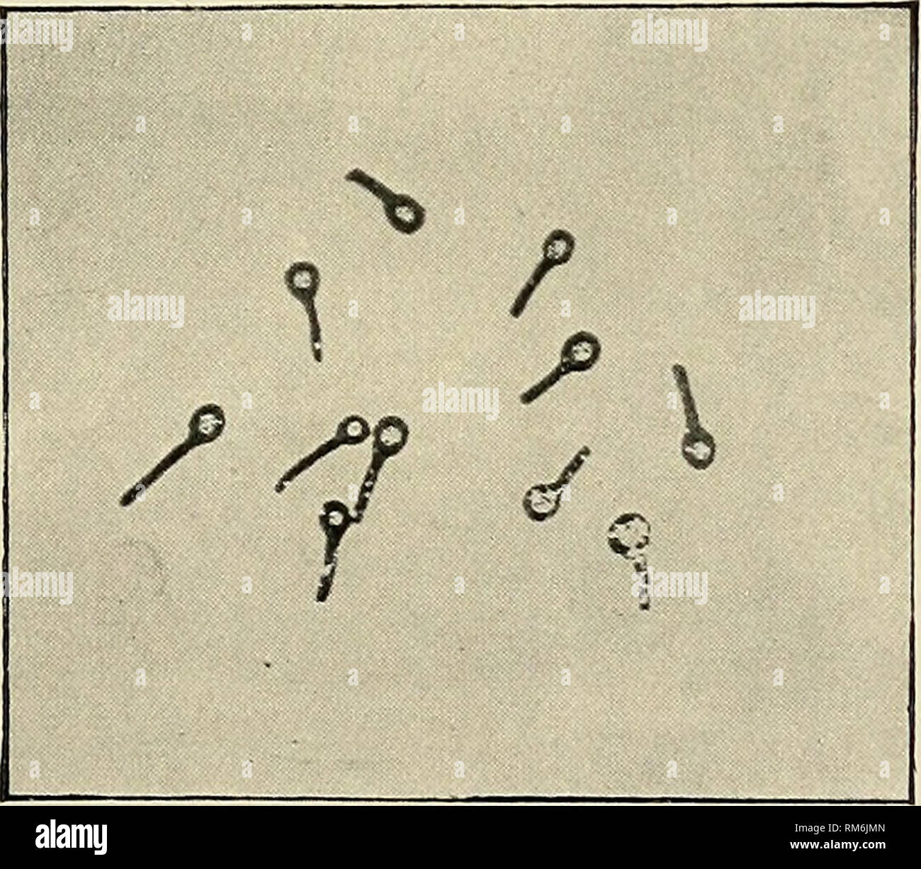 Tetanus Bacillus Stockfotos und -bilder Kaufen - Alamy