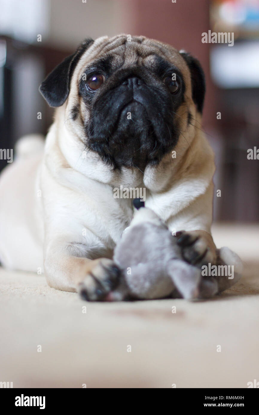 Mops Mit Zähnen Stockfotos & Mops Mit Zähnen Bilder - Alamy
