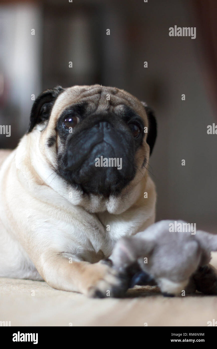 Mops lustig -Fotos und -Bildmaterial in hoher Auflösung – Alamy