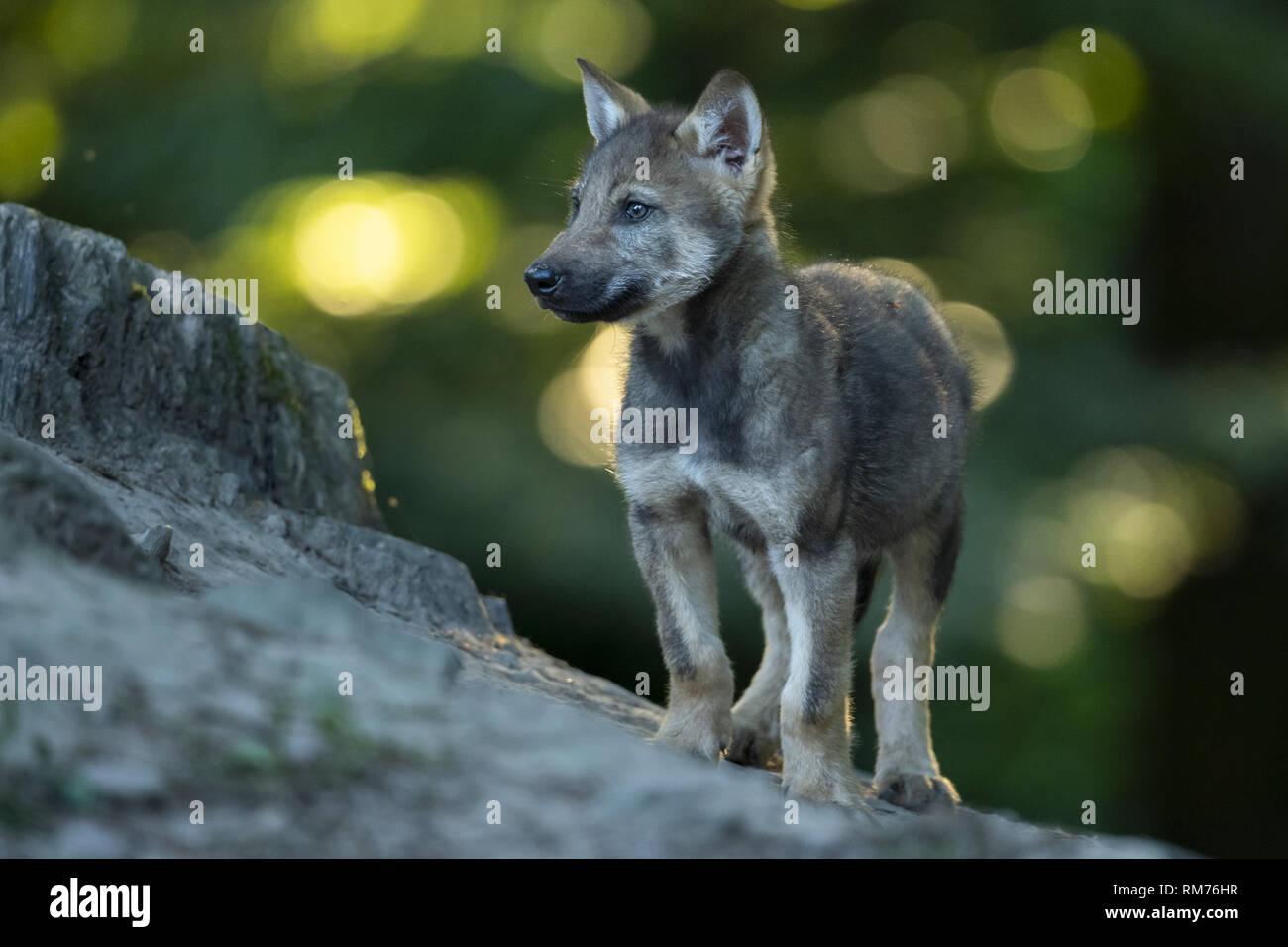 Wolf pup (Canis lupus) im Sommer, Neuhaus, Niedersachsen, Deutschland ...