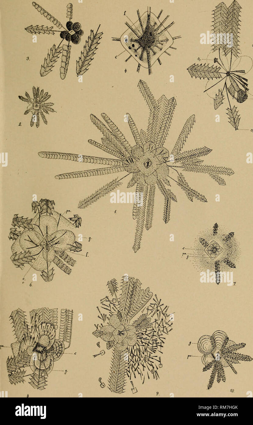 . Jahresbericht des Regenten. New York State Museum, Wissenschaft ...