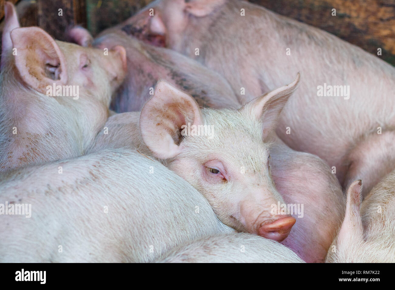 Rosa Ferkel Stockfotos und -bilder Kaufen - Alamy