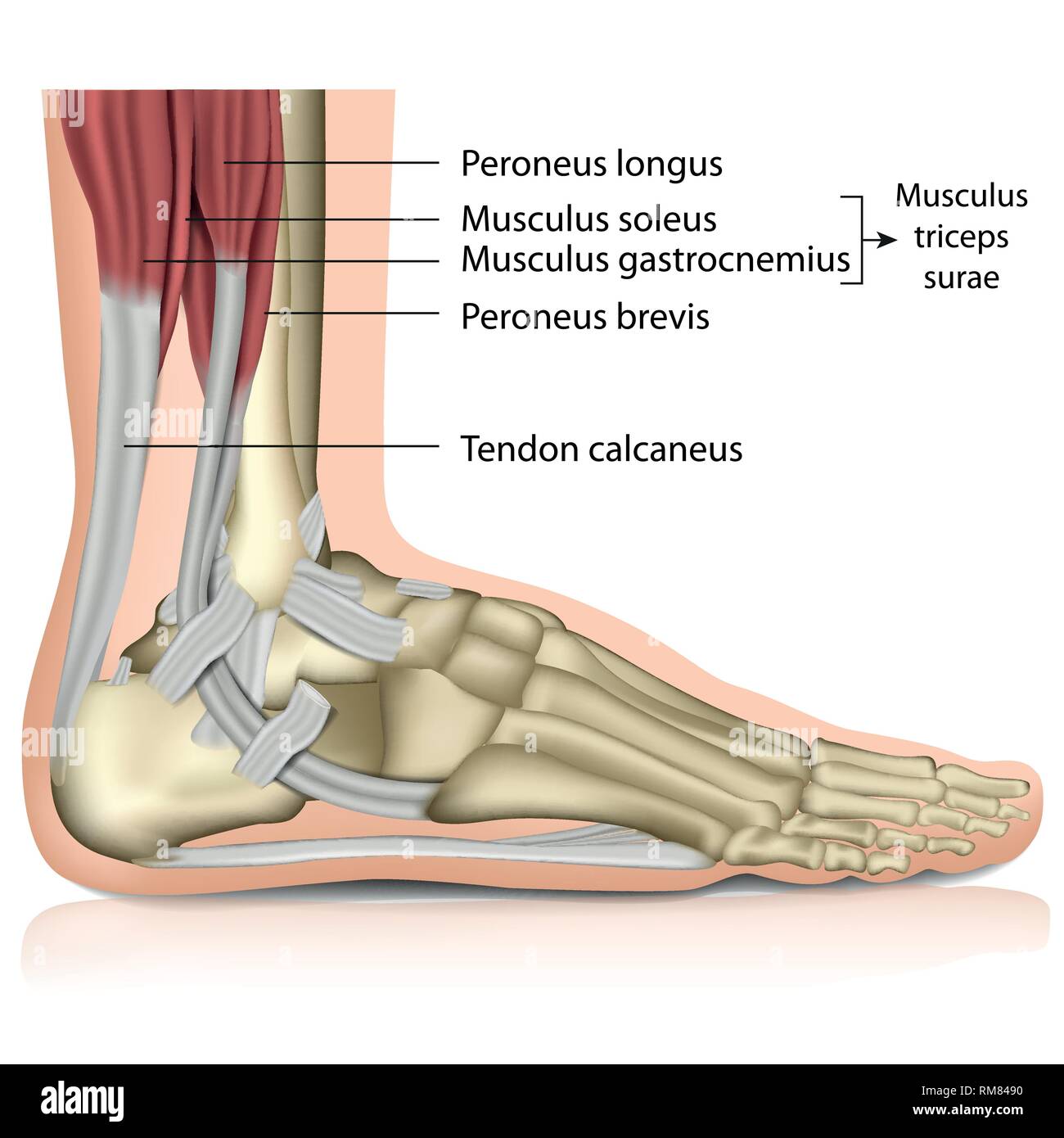 Musculus triceps surae Stock-Vektorgrafiken kaufen - Alamy