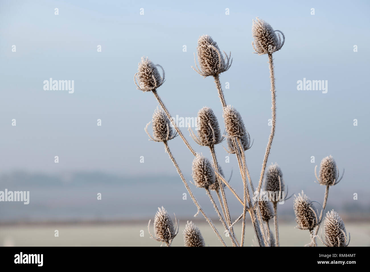 Samenkopf winter -Fotos und -Bildmaterial in hoher Auflösung – Alamy