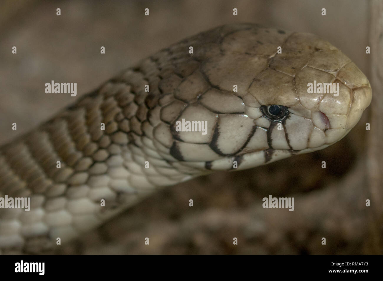 Forest cobra -Fotos und -Bildmaterial in hoher Auflösung – Alamy