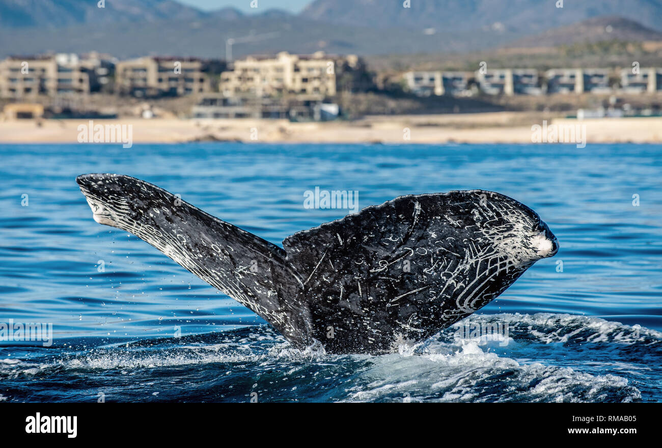 Mächtige flosse -Fotos und -Bildmaterial in hoher Auflösung – Alamy