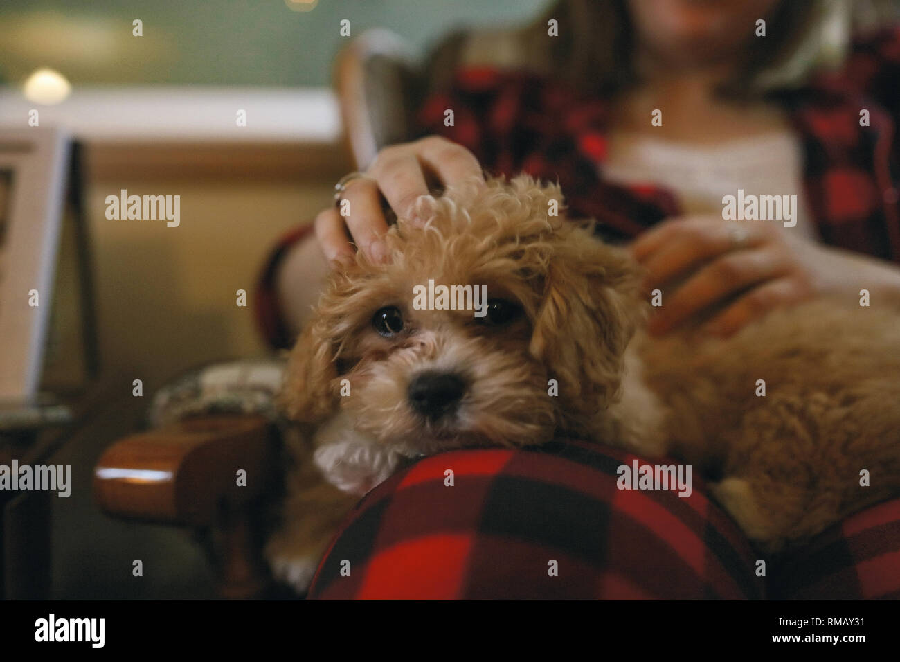 Lustiger lockiger hund -Fotos und -Bildmaterial in hoher Auflösung – Alamy