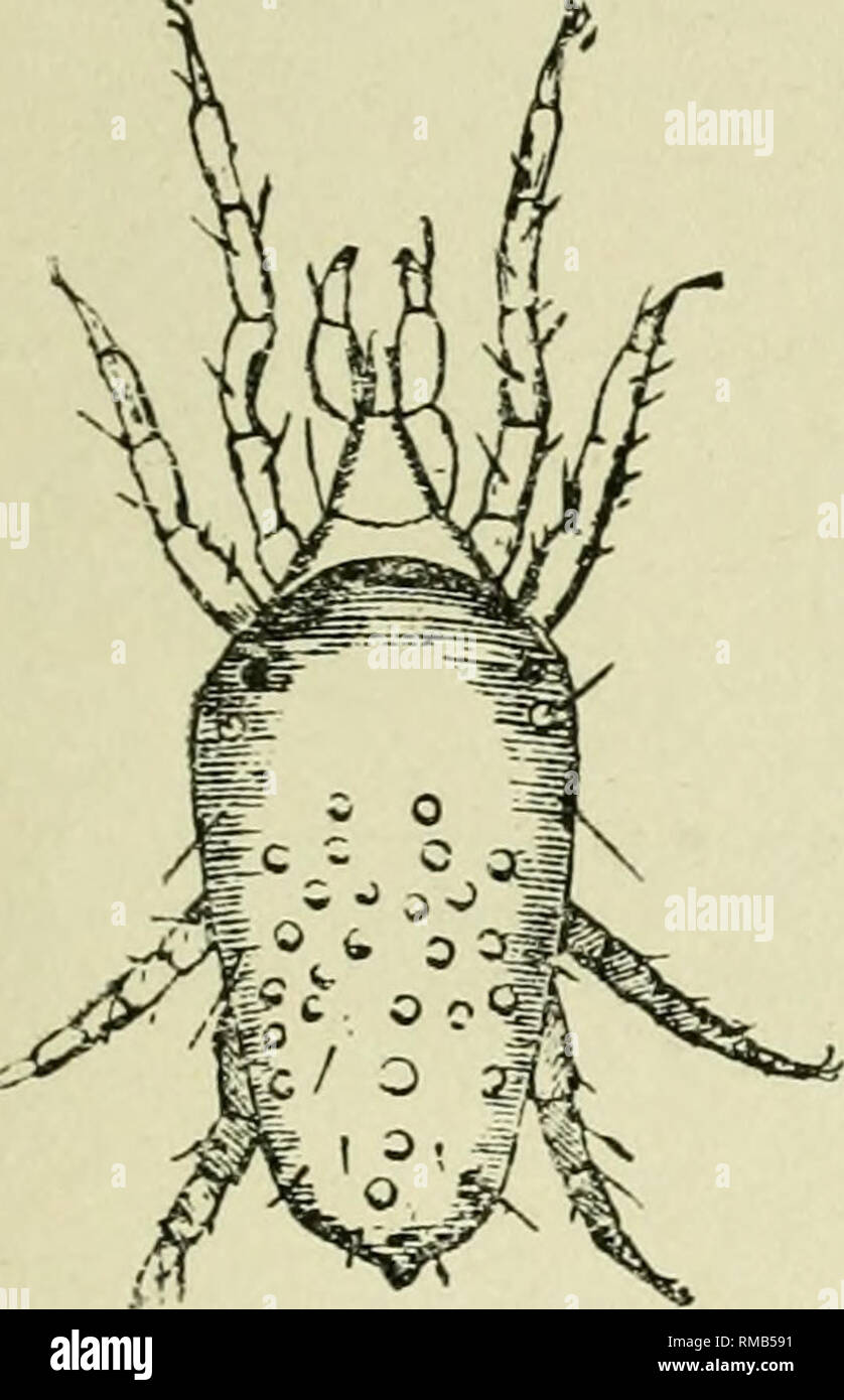 Familie tetranychidae -Fotos und -Bildmaterial in hoher Auflösung – Alamy
