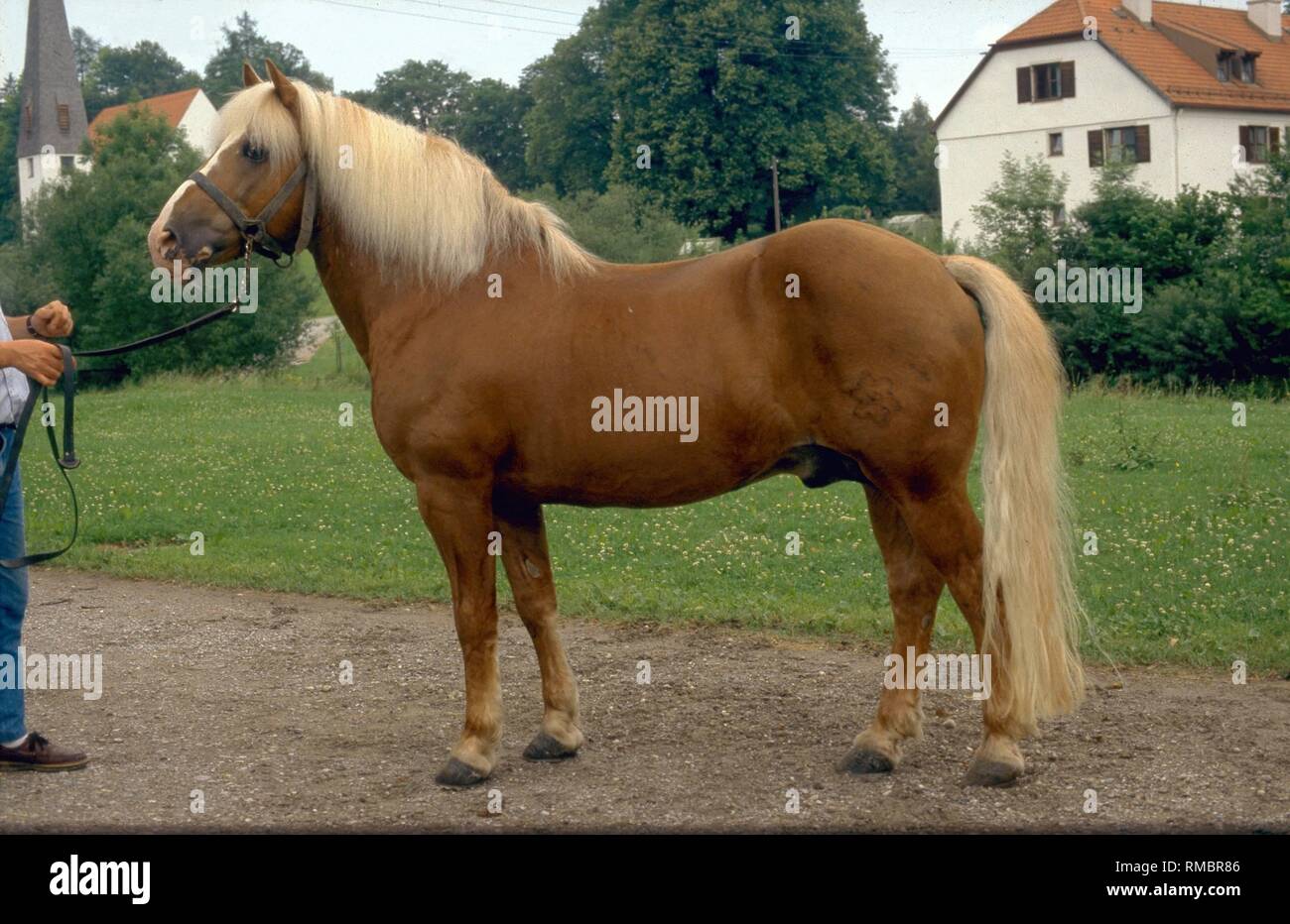 Haflinger klein -Fotos und -Bildmaterial in hoher Auflösung – Alamy