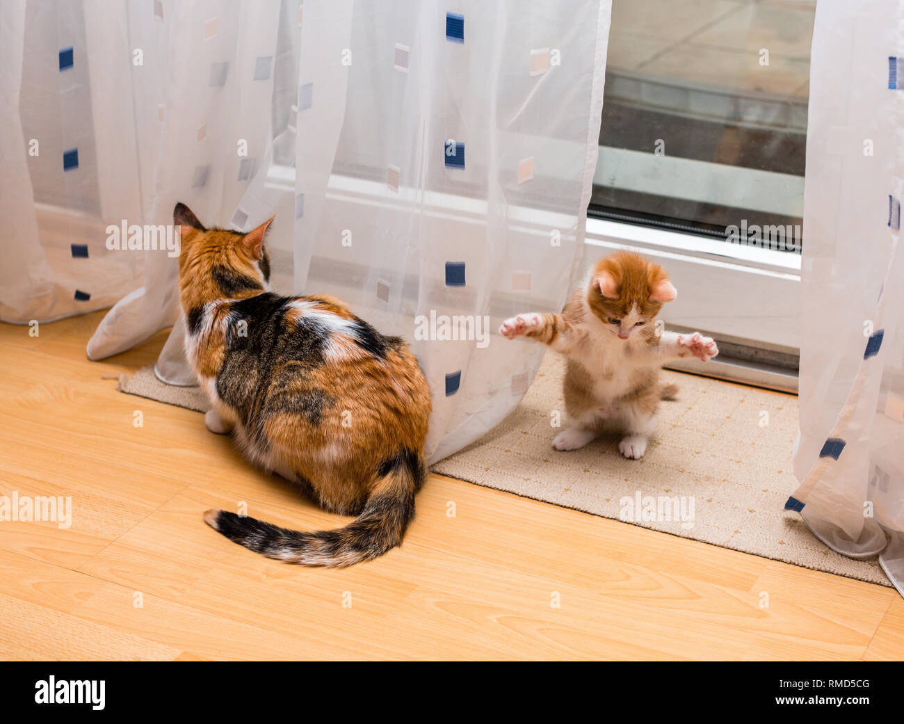 Katze steht aufrecht -Fotos und -Bildmaterial in hoher Auflösung – Alamy