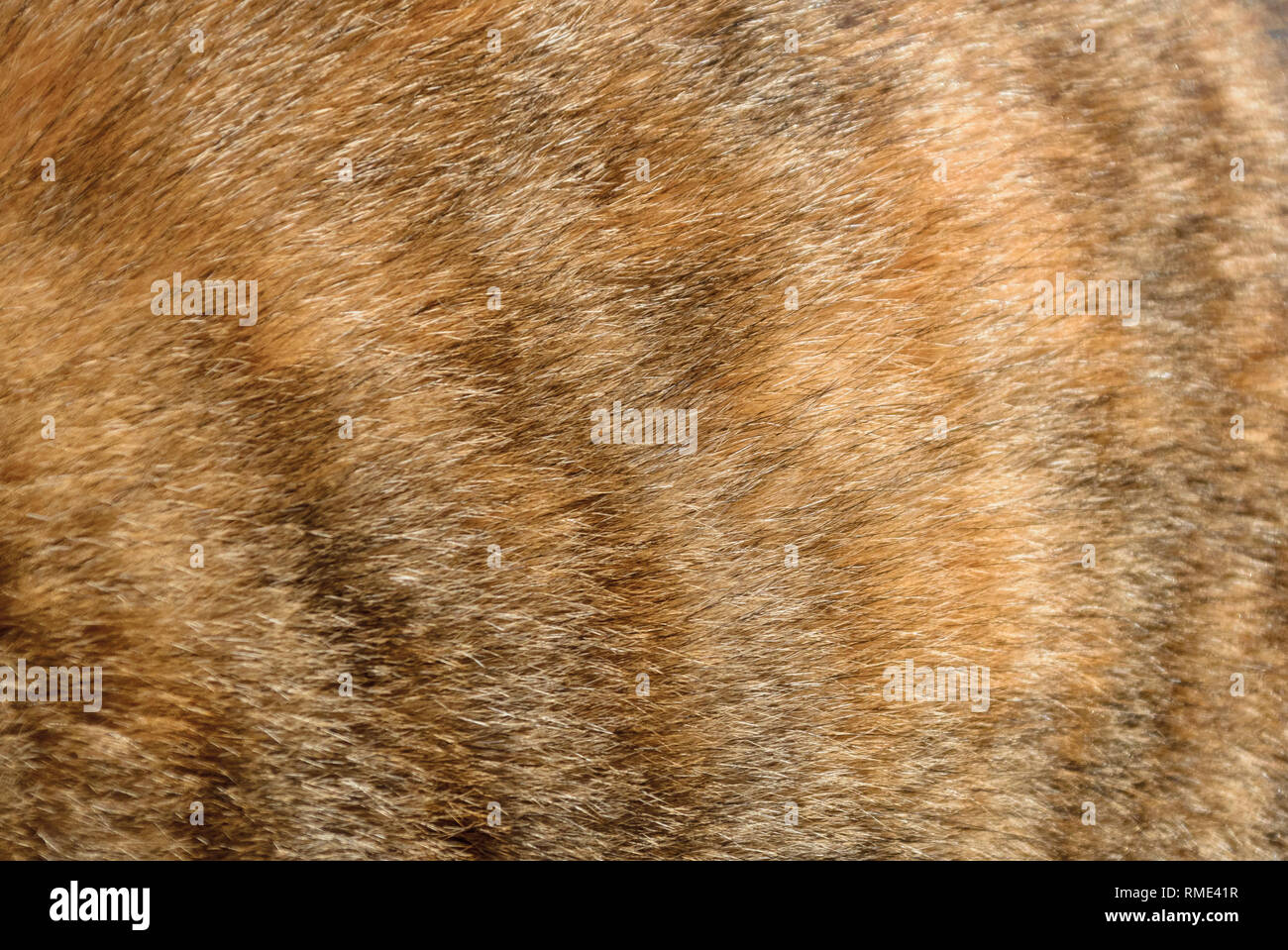 Katzen fell -Fotos und -Bildmaterial in hoher Auflösung – Alamy