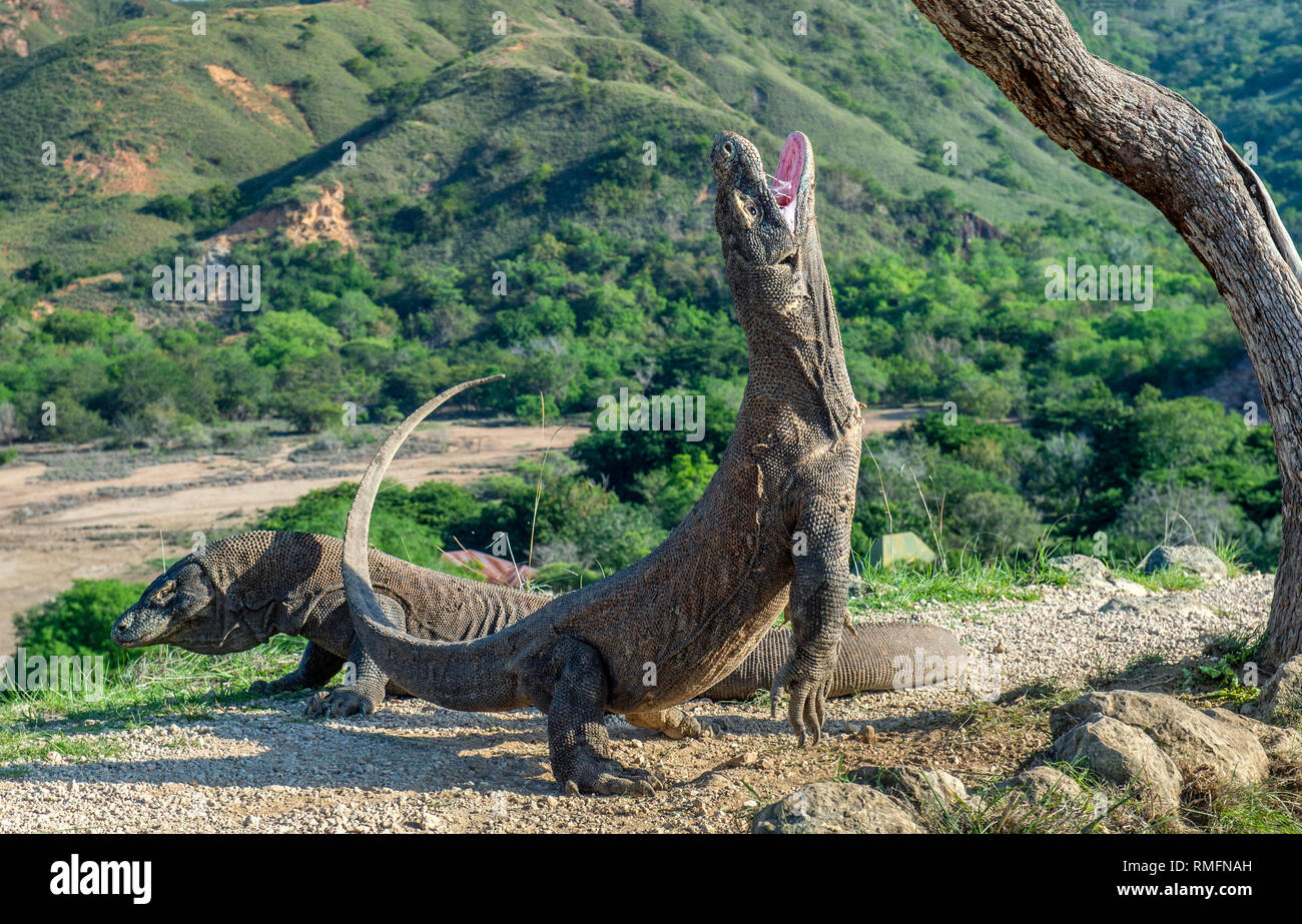 Komodo-warane. Komodo Dragon steht auf seinen Hinterbeinen und offenen ...