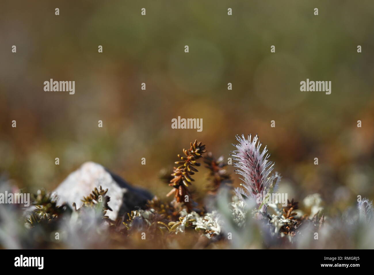 Arctic willow flower -Fotos und -Bildmaterial in hoher Auflösung – Alamy