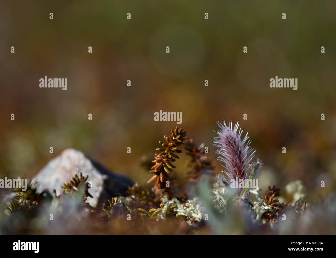 Arctic willow flower -Fotos und -Bildmaterial in hoher Auflösung – Alamy