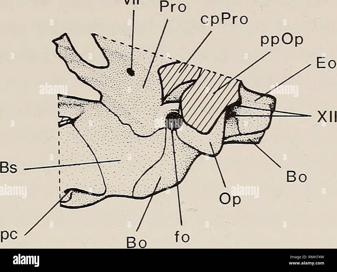 . Annalen der South African Museum = Annale van sterben Suid-Afrikaanse ...