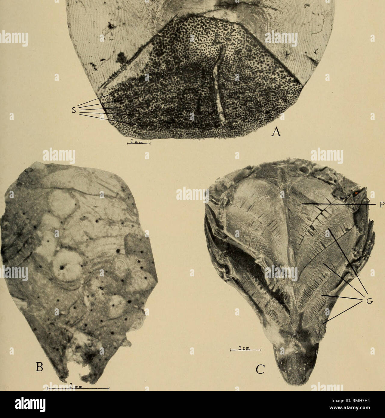 . Annalen der South African Museum = Annale van sterben Suid-Afrikaanse ...