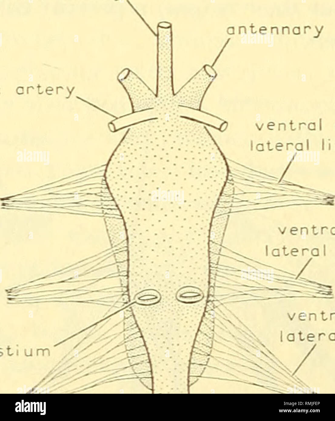 . Annalen der South African Museum = Annale van sterben Suid-Afrikaanse ...