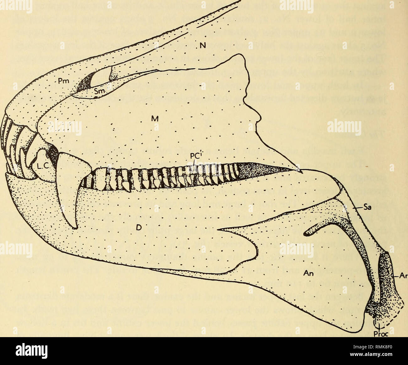 Jonkeria truculenta -Fotos und -Bildmaterial in hoher Auflösung – Alamy