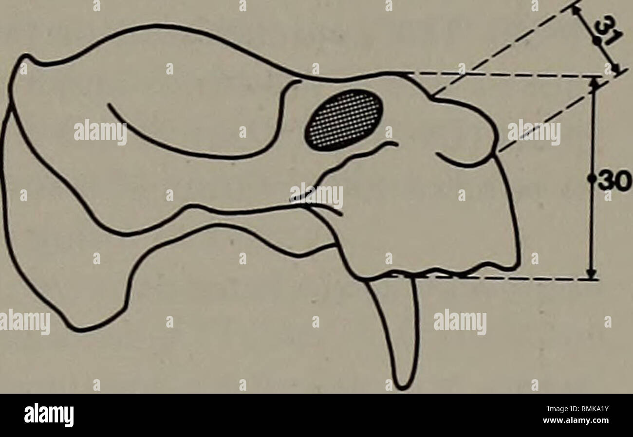 Fossa pterygoidea -Fotos und -Bildmaterial in hoher Auflösung – Alamy