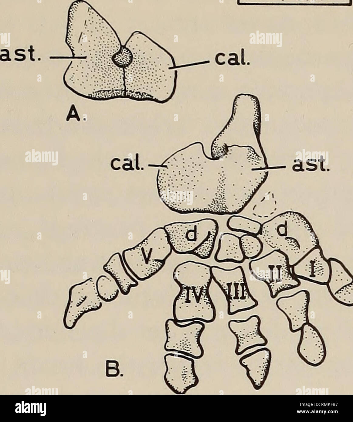 . Annalen der South African Museum = Annale van sterben Suid-Afrikaanse ...