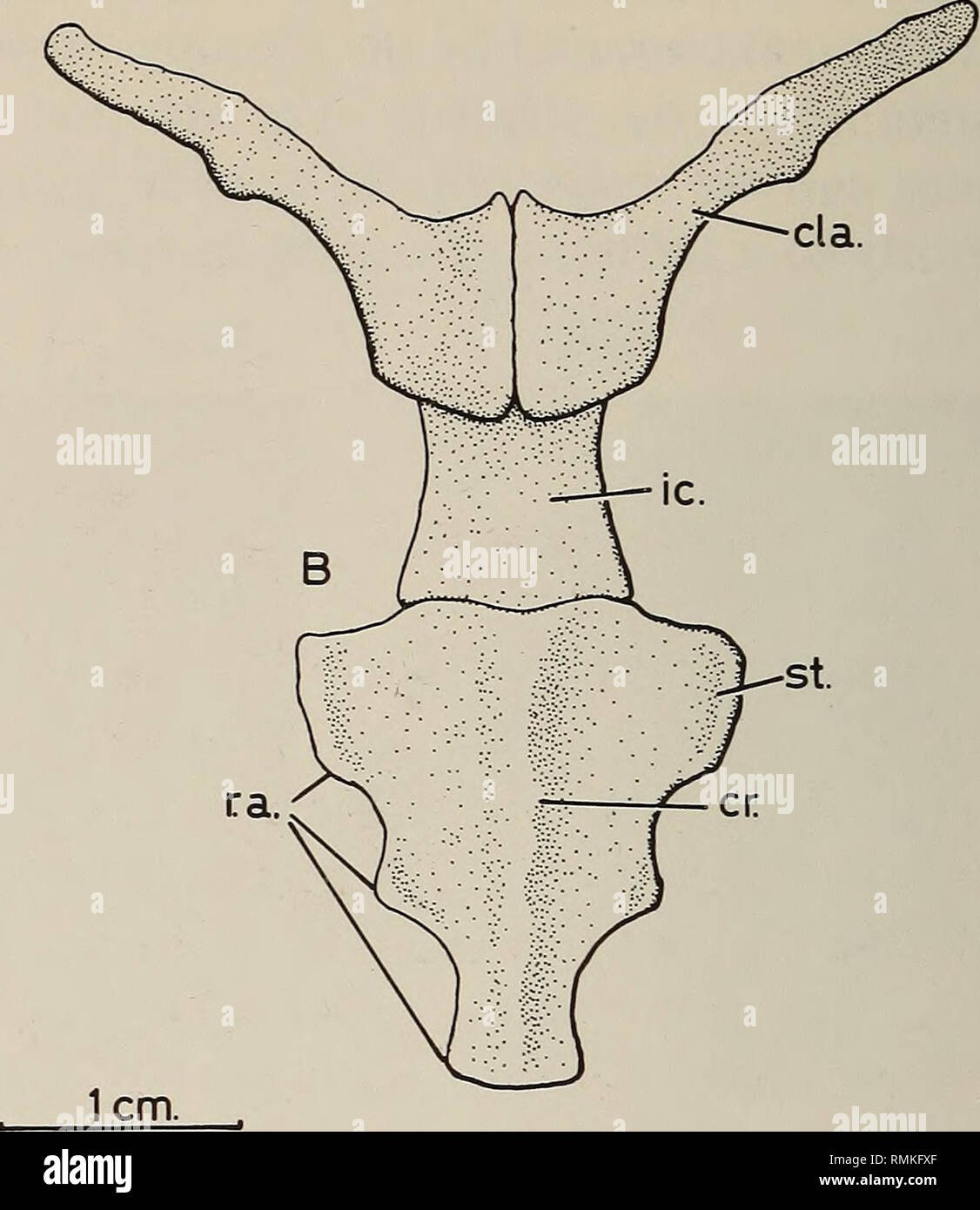 Posterolaterale ecke -Fotos und -Bildmaterial in hoher Auflösung – Alamy