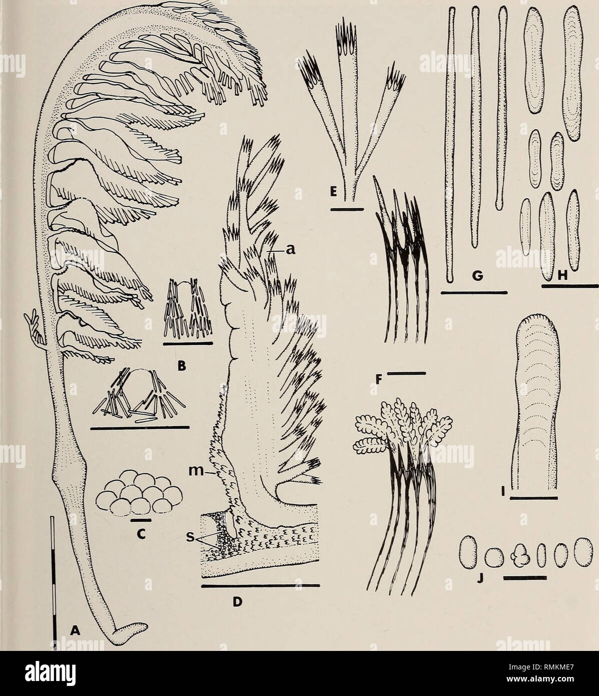 . Annalen der South African Museum = Annale van sterben Suid-Afrikaanse ...