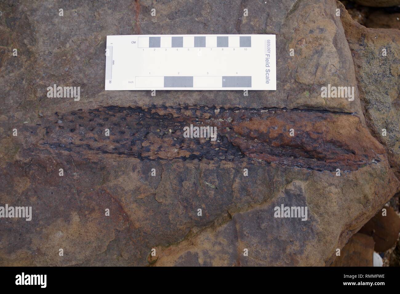 Lepidodendron fossil -Fotos und -Bildmaterial in hoher Auflösung – Alamy