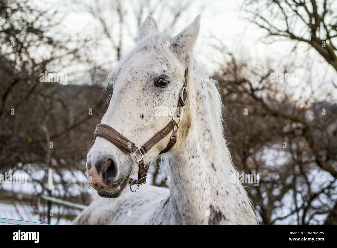 Dapple Gray Horse Stockfotos und -bilder Kaufen - Alamy