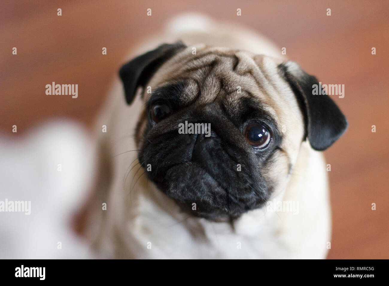Mops mit zähnen -Fotos und -Bildmaterial in hoher Auflösung – Alamy