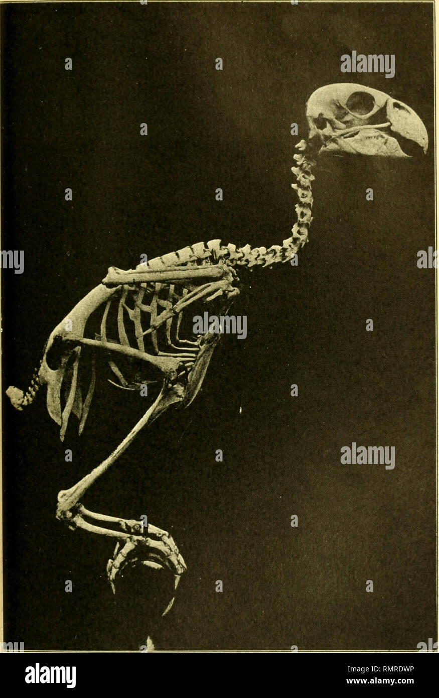 Skelett Papagei Stockfotos und -bilder Kaufen - Alamy