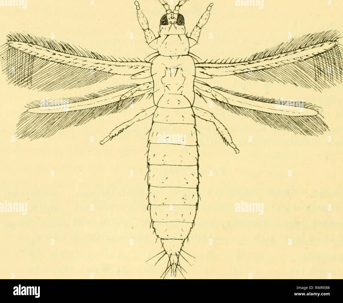 Maxillary palps -Fotos und -Bildmaterial in hoher Auflösung – Alamy