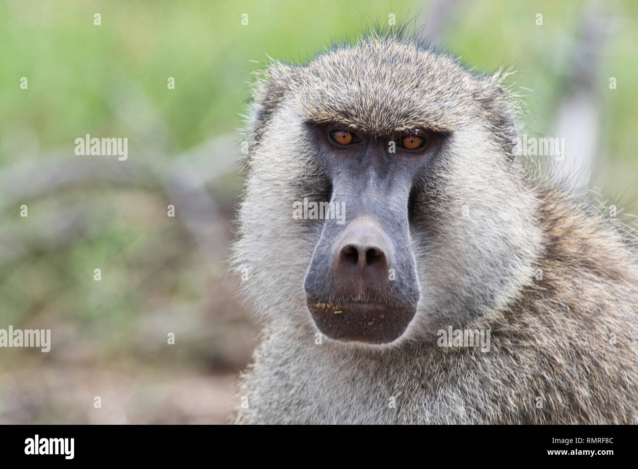Gelber pavian babuin -Fotos und -Bildmaterial in hoher Auflösung – Alamy