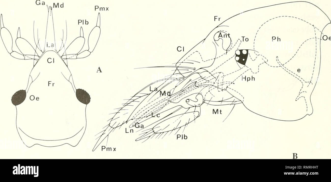 Maxillary palps -Fotos und -Bildmaterial in hoher Auflösung – Alamy