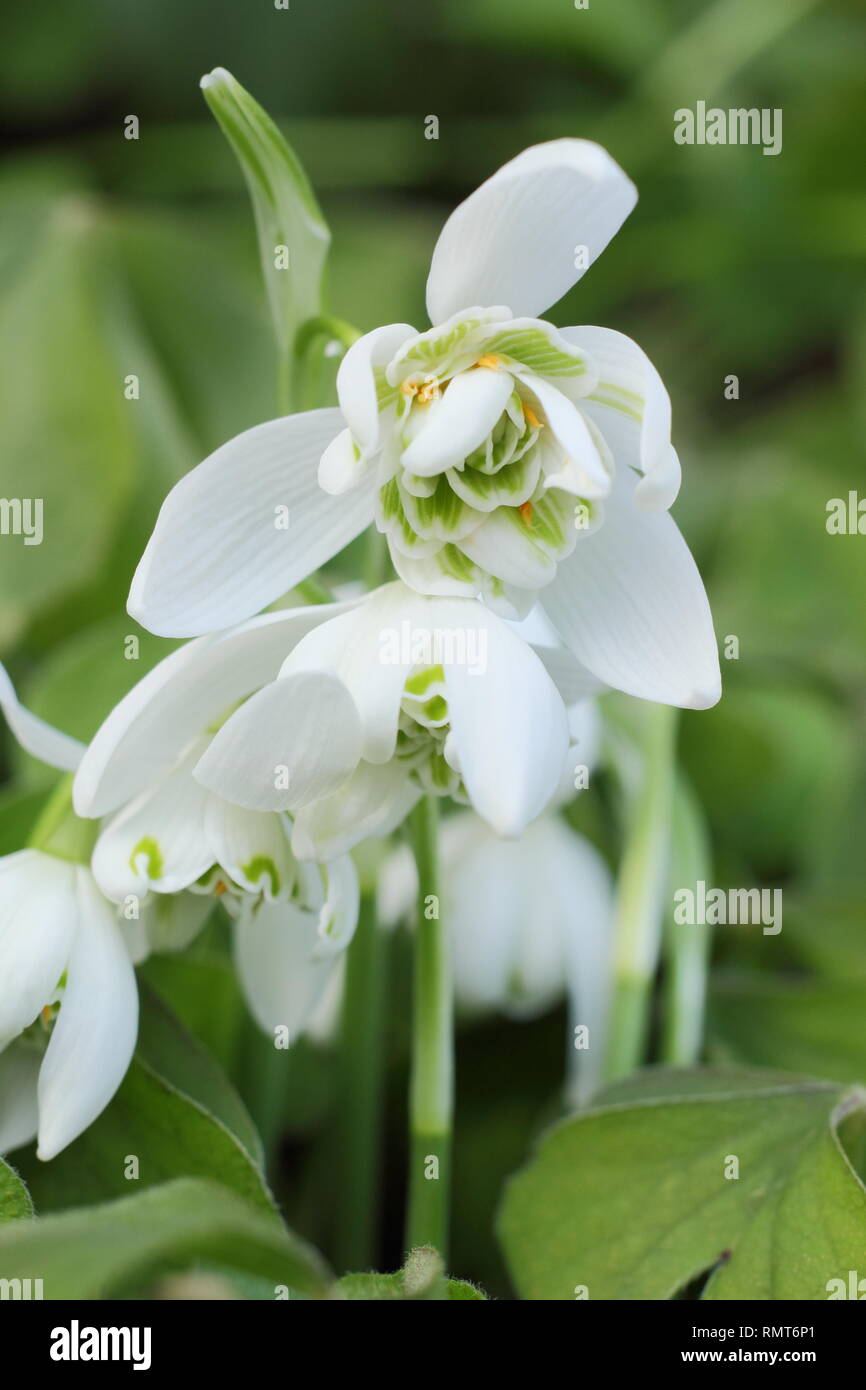 Galanthus flore pleno hautnah -Fotos und -Bildmaterial in hoher ...