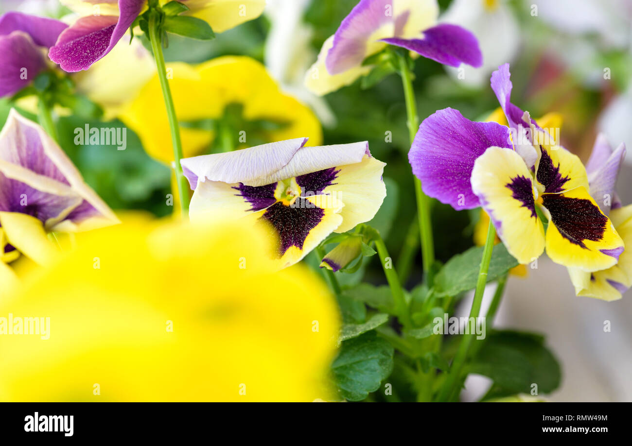 Die Violette Familie Violaceae Stockfotos und -bilder Kaufen - Alamy