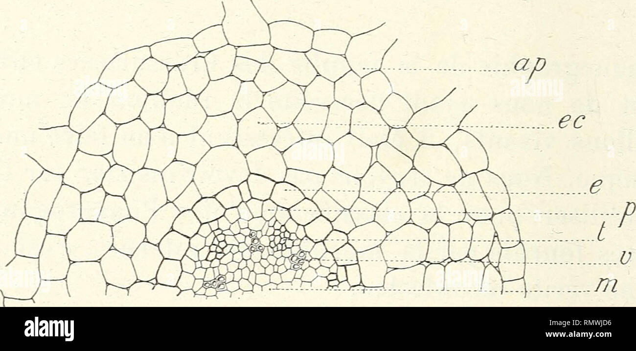 Racines adventives -Fotos und -Bildmaterial in hoher Auflösung – Alamy
