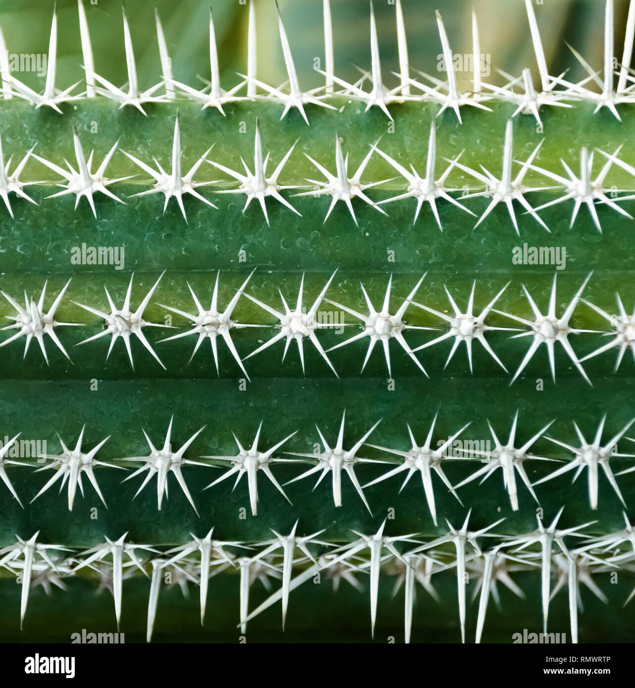 Stamm mit stacheln -Fotos und -Bildmaterial in hoher Auflösung – Alamy