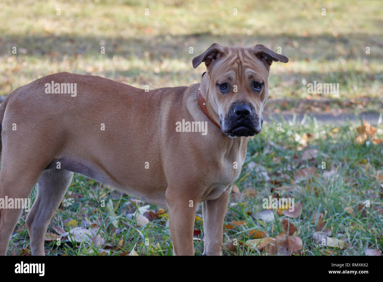 Perro dogo mallorquin -Fotos und -Bildmaterial in hoher Auflösung – Alamy