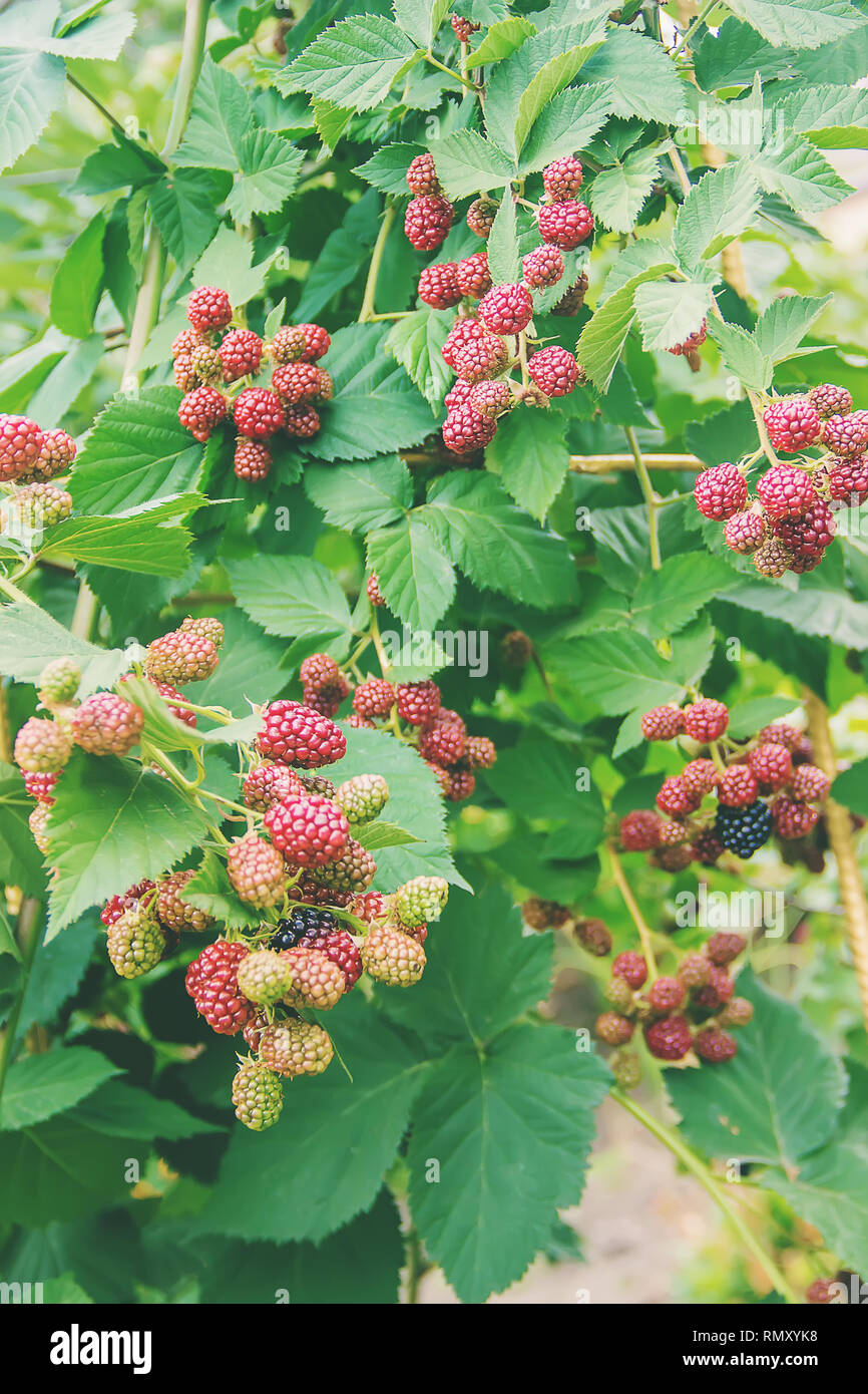 Brombeer Straeucher Stockfotos und -bilder Kaufen - Alamy
