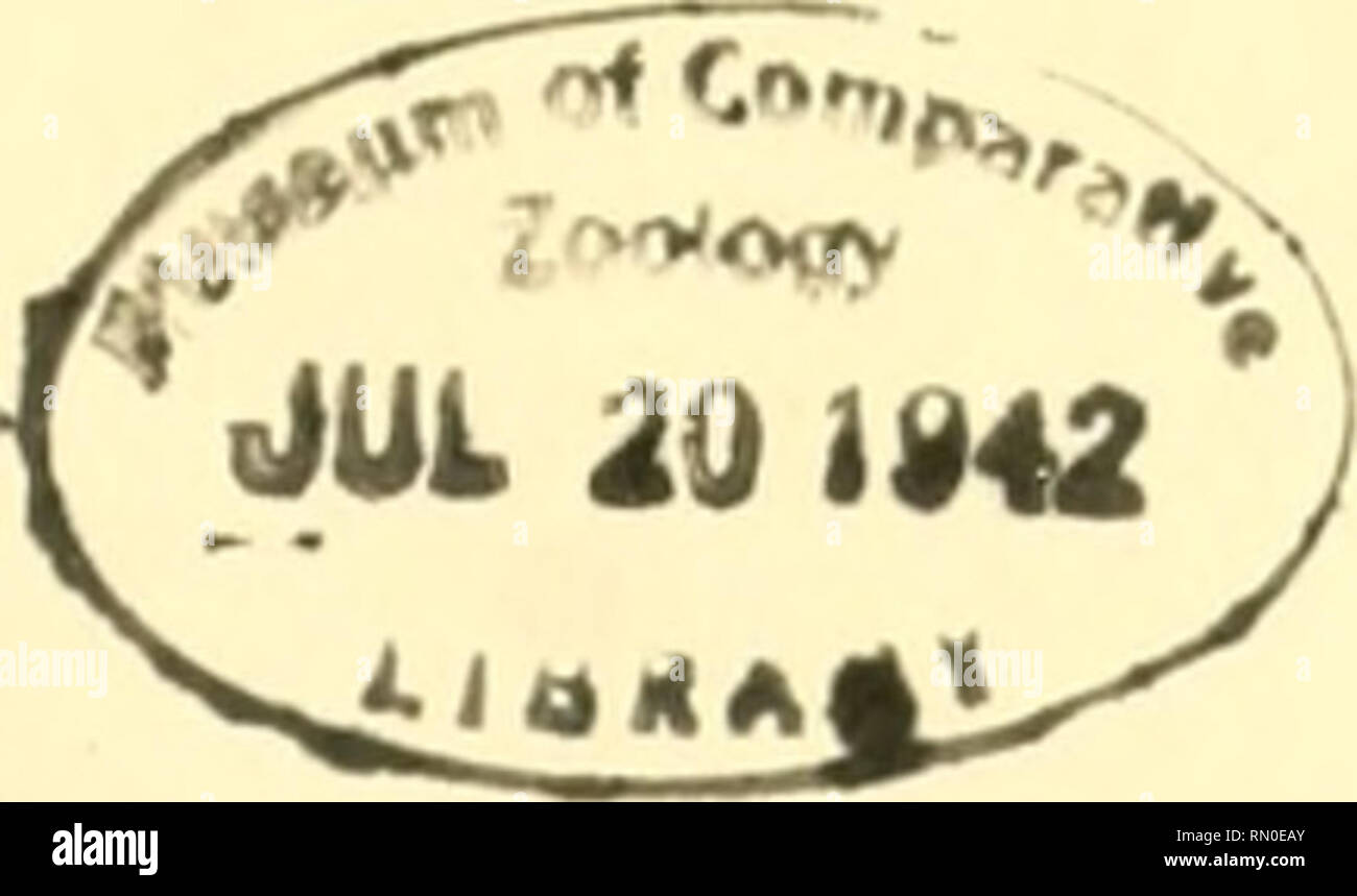 Lacuna parva -Fotos und -Bildmaterial in hoher Auflösung – Alamy