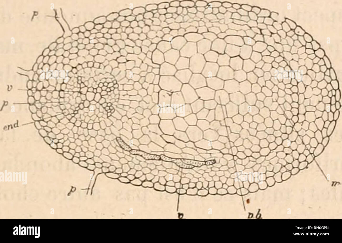 . Annales de l'Institut Pasteur. Wissenschaft; Allergie und Immunologie ...