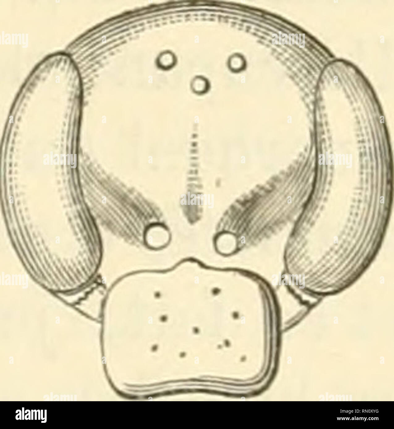 Pompilus spec -Fotos und -Bildmaterial in hoher Auflösung – Alamy
