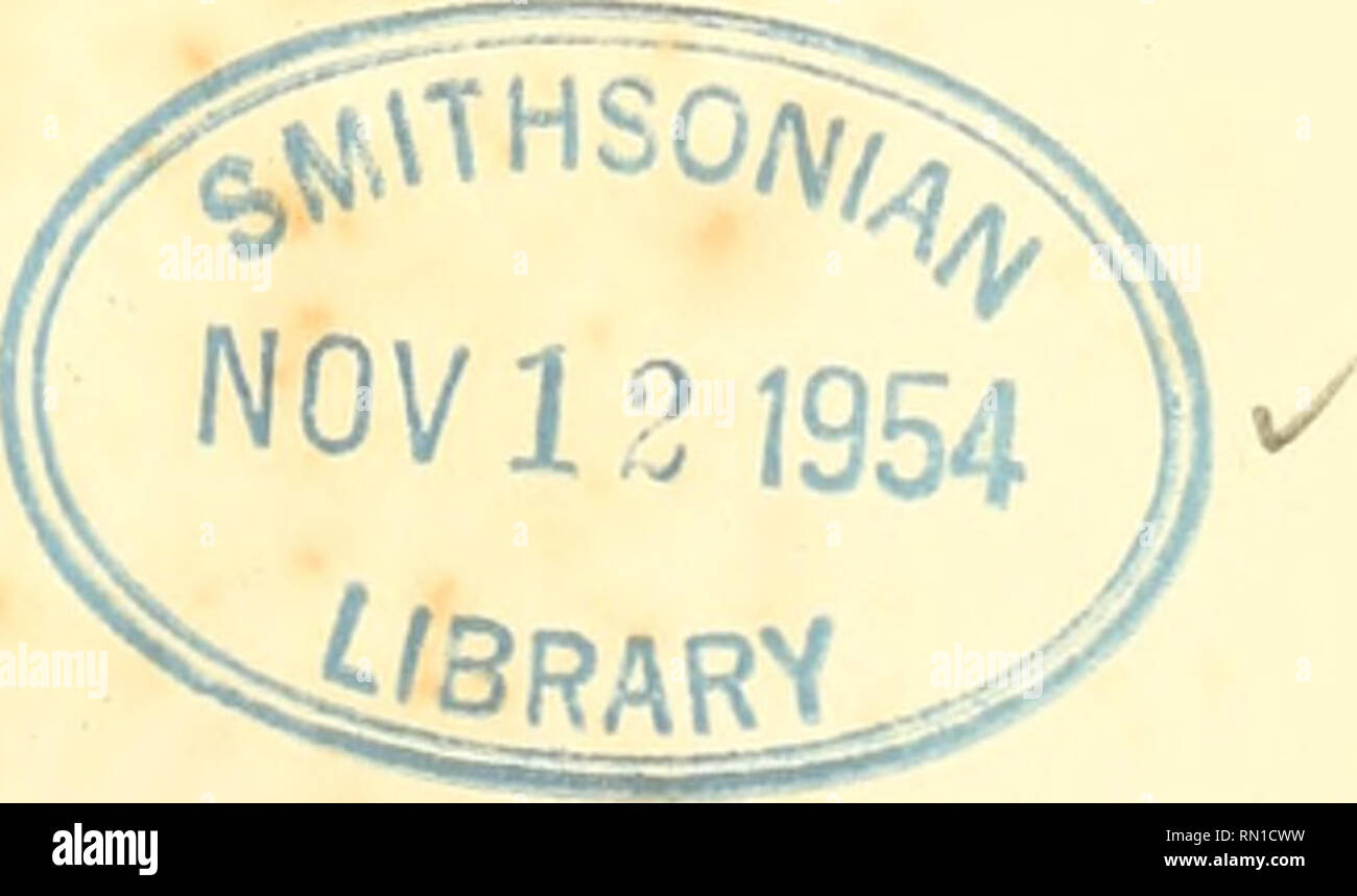 Lacuna parva -Fotos und -Bildmaterial in hoher Auflösung – Alamy