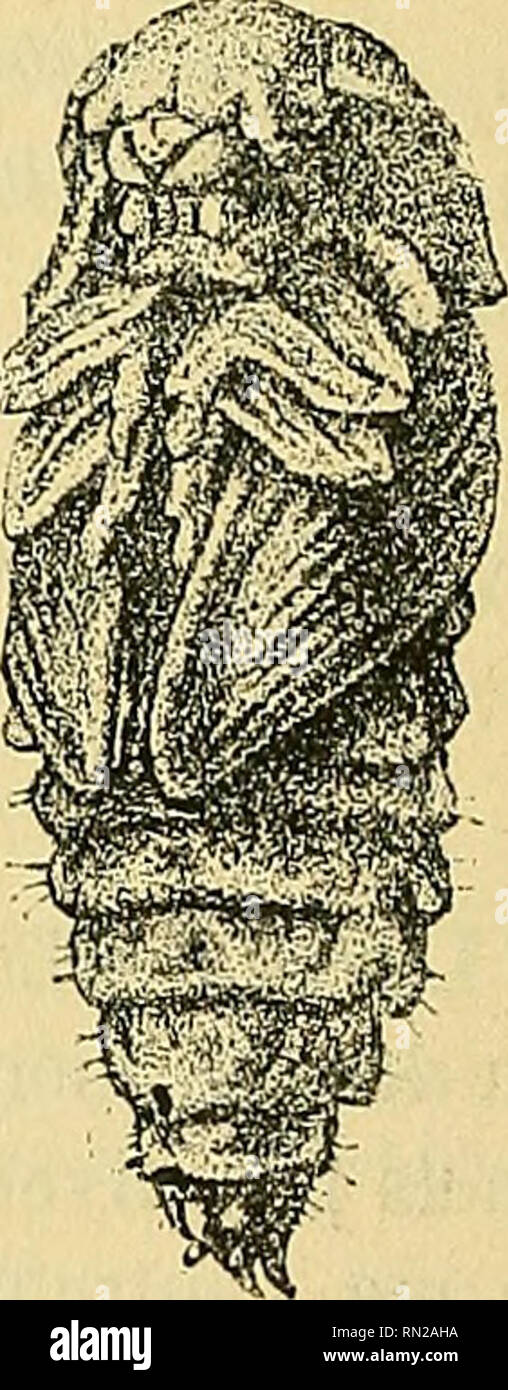 . Annales de la Société entomologique de France. . 1. Dove; - 2. Nymphe ...