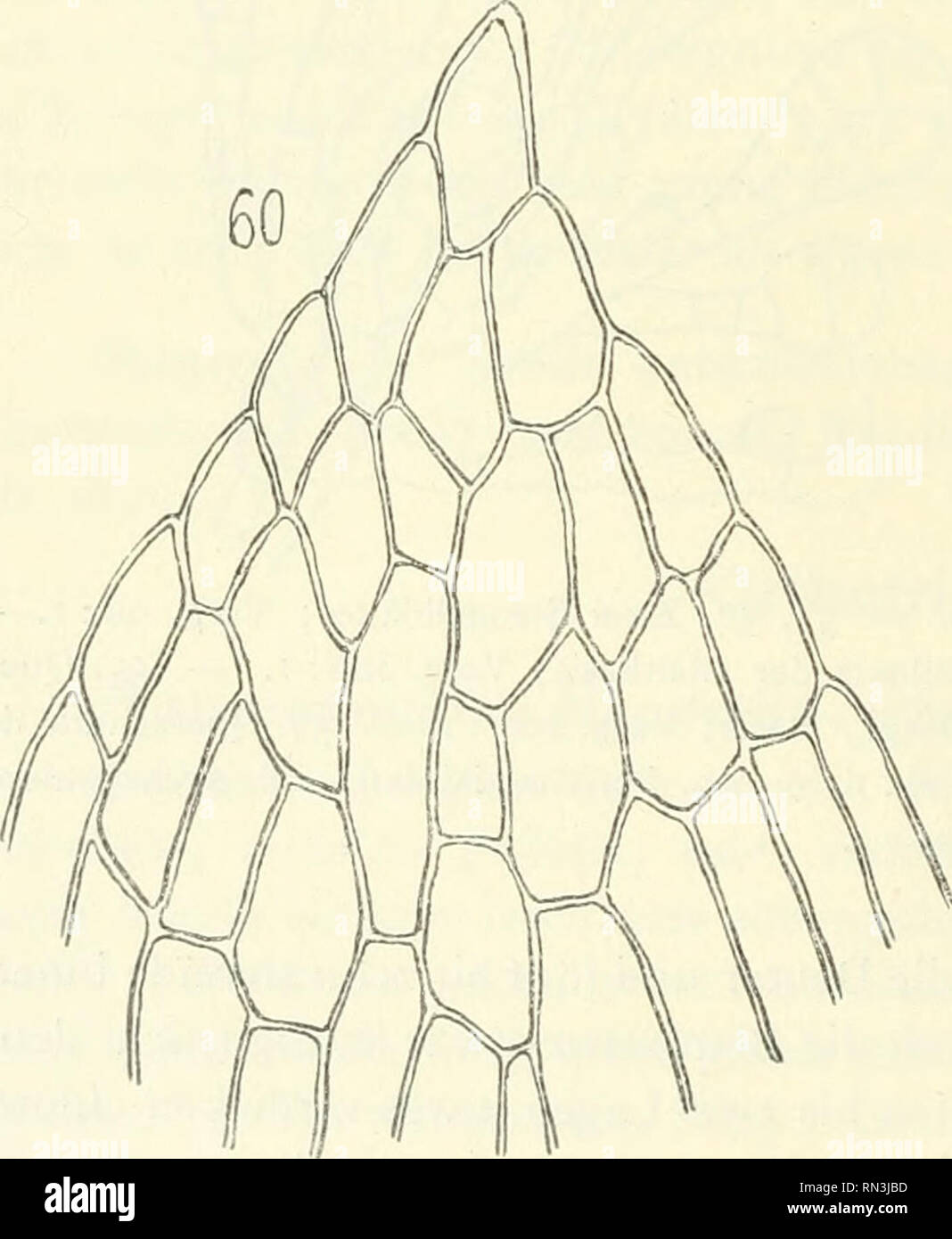 . Annalen des K.K. Naturhistorischen Hofmuseums. K.K. Naturhistorisches ...