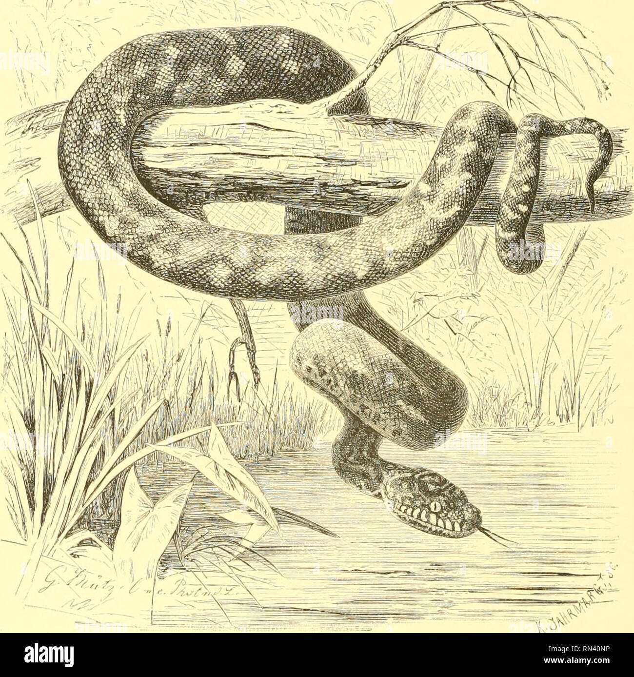 . Animate Creation: beliebte Ausgabe von "unsere Welt": eine natürliche ...