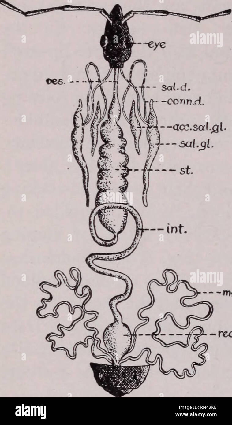 . Tierische Schädlinge und Krankheiten. Insekt Vektoren; Parasiten ...