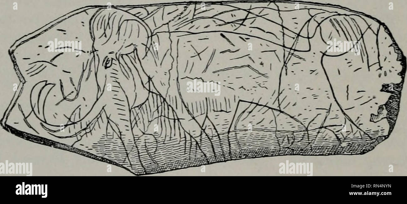 Mammuthus imperator -Fotos und -Bildmaterial in hoher Auflösung – Alamy