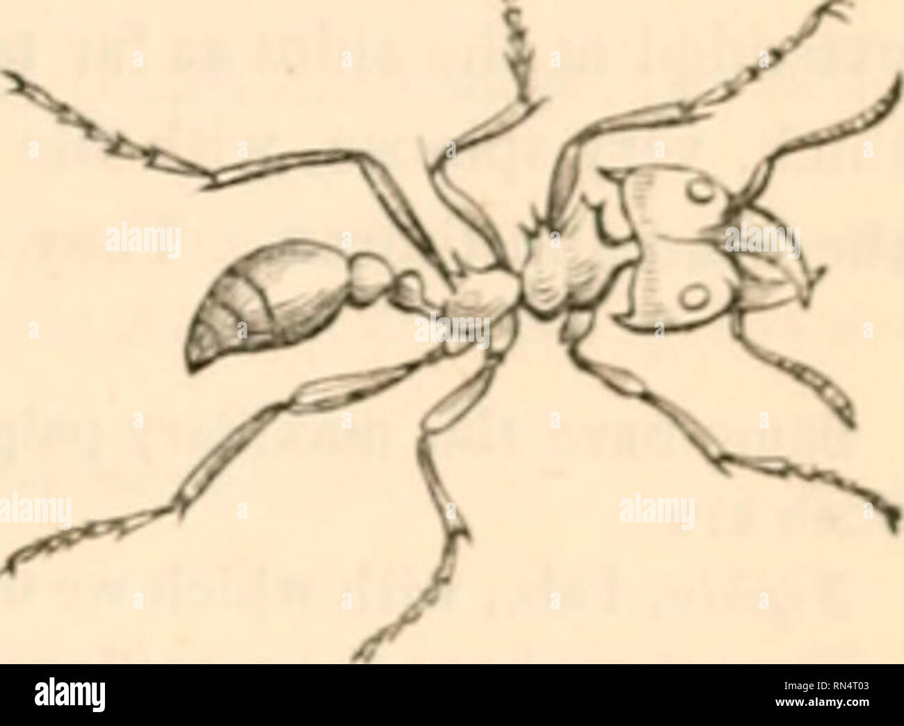 Anatomia della formica -Fotos und -Bildmaterial in hoher Auflösung – Alamy